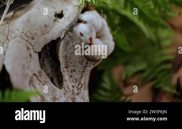 Mystic ritual with Ouija. Devil's board concept, black magic or fortune ...