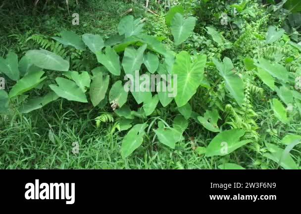 close up Taro leaves (Colocasia esculenta, talas) with natural ...