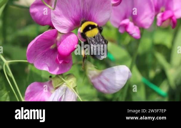 Bee bumble bee pink flower pollen pollination Stock Videos & Footage ...
