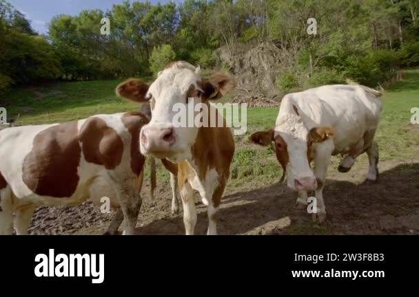 Many cows looking and sniffing curiously. Three cows standing next to ...