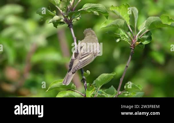 Songbird genus Stock Videos & Footage - HD and 4K Video Clips - Alamy