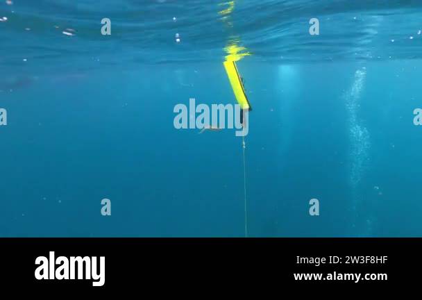 Squid in tropical sea at scuba dive around. Small cuttlefish swim on ...