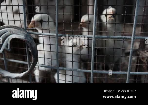 Little wild white birds captive in a cage. Sad frightened imprisoned ...