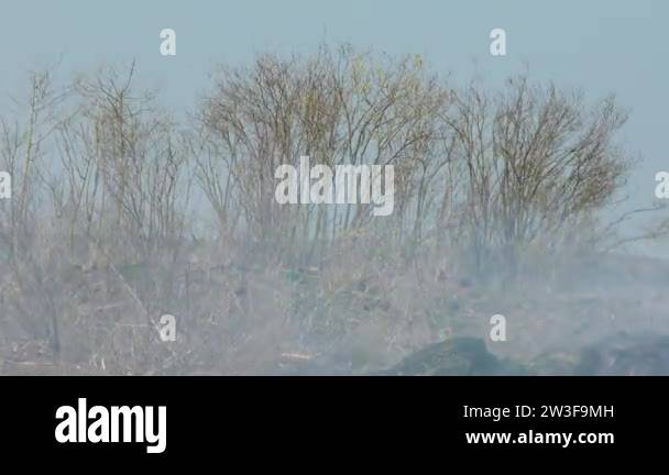 Self combustion Stock Videos & Footage - HD and 4K Video Clips - Alamy