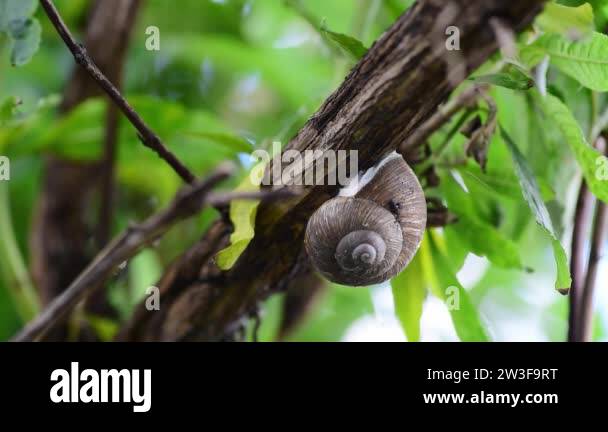 Hibernating tree Stock Videos & Footage - HD and 4K Video Clips - Alamy