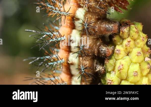video of Larva of an Automeris moth, Saturniidae, poisonous stinging ...