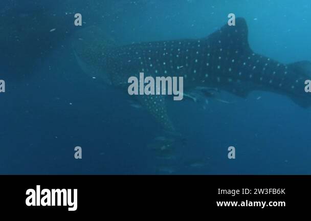 Whale Shark Swimming In Blue Ocean In Kri Islands, Raja Ampat ...
