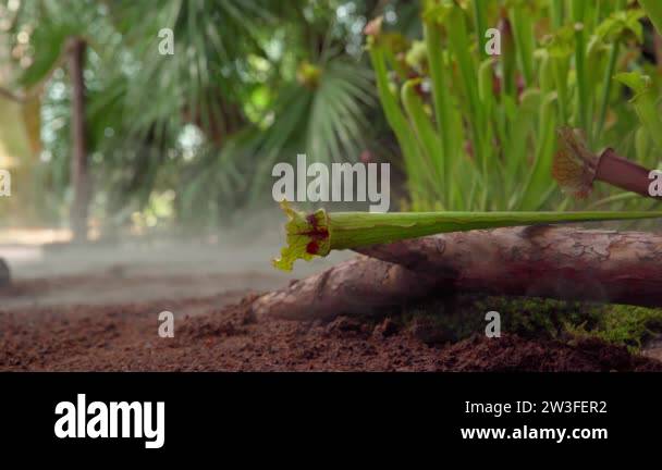 Forest carnivores Stock Videos & Footage - HD and 4K Video Clips - Alamy