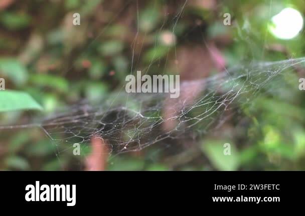 A spider with long legs sits on a web. Forest predatory insect. Dense ...