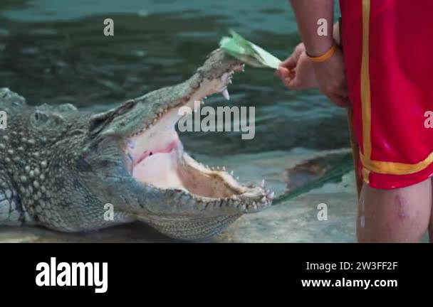 Crocodile alligator money Stock Videos & Footage - HD and 4K Video ...
