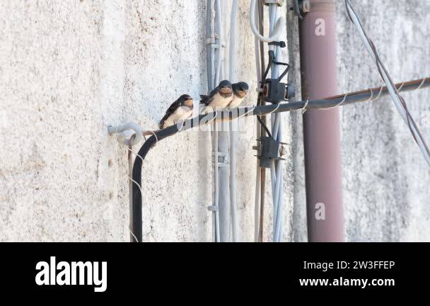 Animals power line Stock Videos & Footage - HD and 4K Video Clips - Alamy