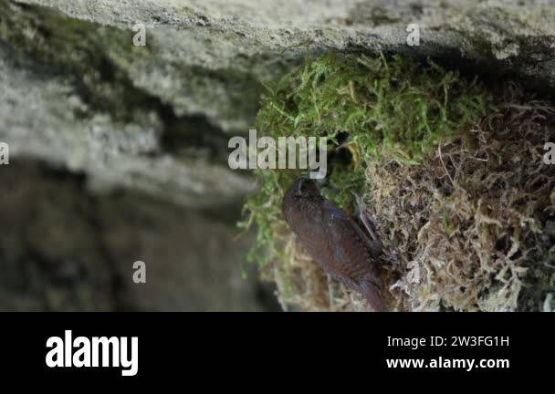 Feeding insectivore Stock Videos & Footage - HD and 4K Video Clips - Alamy