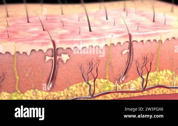 Skin layers. Structure parts separation, dermis, epidermis, hypodermis ...