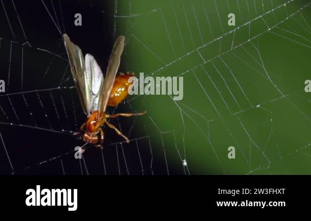Spider web trap Stock Videos & Footage - HD and 4K Video Clips - Alamy