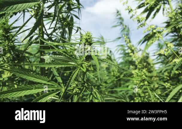 Green cannabis on marijuana field Stock Videos & Footage - HD and 4K ...