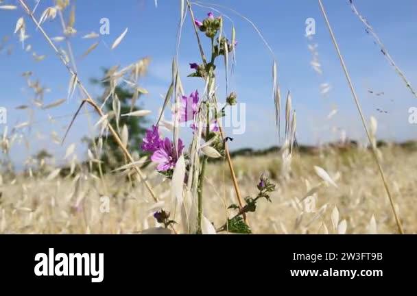 Beautiful flowers of mallow -malva sylvestris or common malva -and dry ...