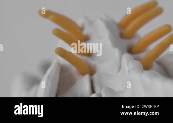 Lower spine coccyx and sacrum on a white background, isolate. Tailbone ...