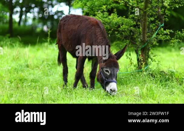 Summer donkey Stock Videos & Footage - HD and 4K Video Clips - Alamy