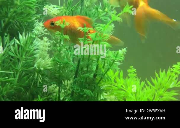 Gold fish inside bowl Stock Videos & Footage - HD and 4K Video Clips ...