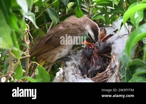 5 day old new born of baby birds in a nest of yellow-vented bulbul ...