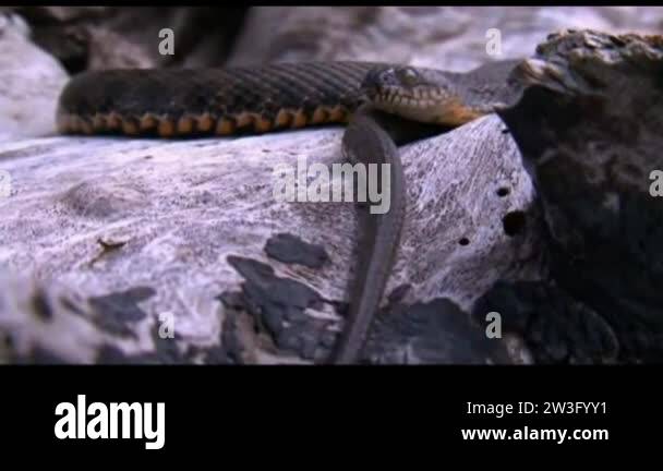 Snake hollow Stock Videos & Footage - HD and 4K Video Clips - Alamy