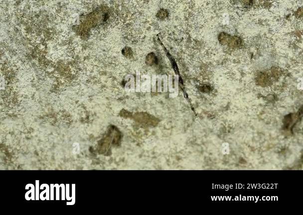Bioluminescent cave dwelling fungus gnat larva, New Zealand Glow Worm ...