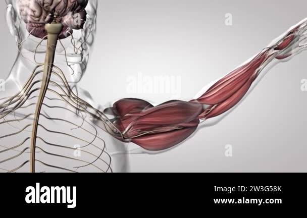 Muscles tendon Stock Videos & Footage - HD and 4K Video Clips - Alamy