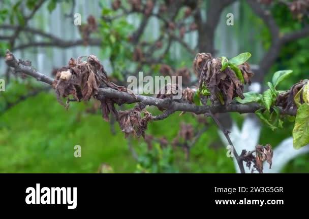 Necrosis of the leaves of fruit trees. Dead leaf tissue of fruit trees ...