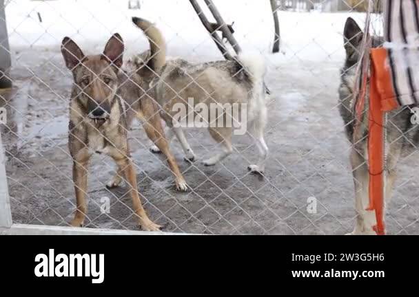 dog has a disease of the musculoskeletal system, impaired coordination ...