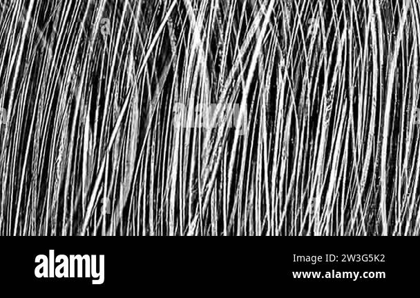 Broom texture Stock Videos & Footage - HD and 4K Video Clips - Alamy