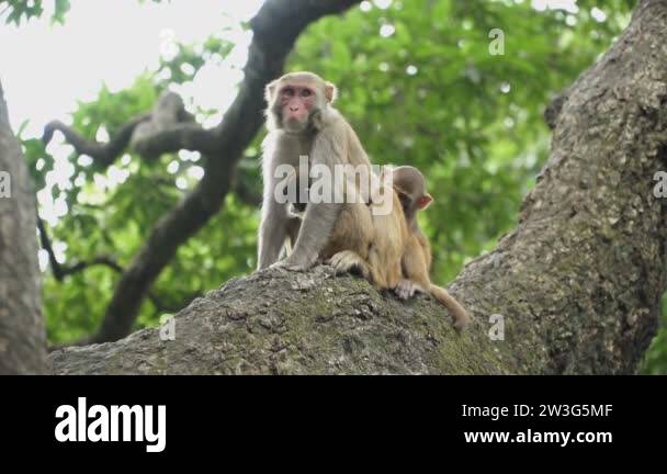 Monkeys family tree Stock Videos & Footage - HD and 4K Video Clips - Alamy