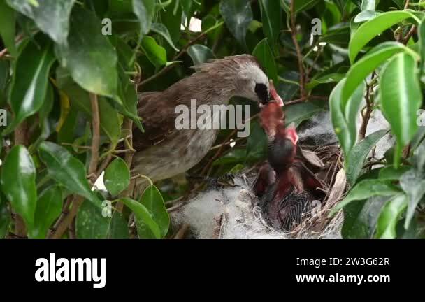 6 day old new born of baby birds in a nest of yellow-vented bulbul ...