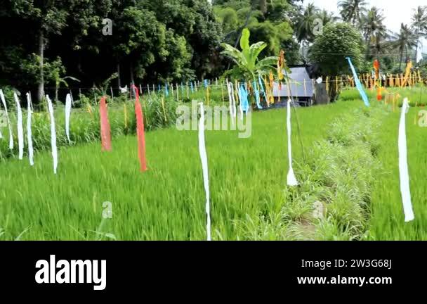 Scaring birds in fields with ripening rice, Bali, Indonesia. Aerial ...