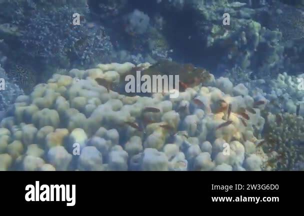 Dragon head fish Stock Videos & Footage - HD and 4K Video Clips - Alamy