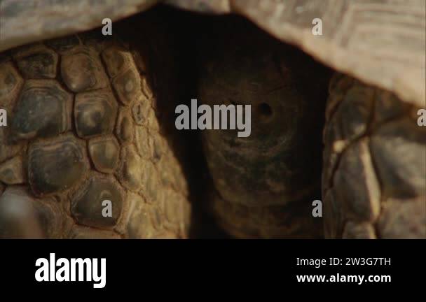 Tortoise (Testudines). A distinctive feature of turtles is the shell ...