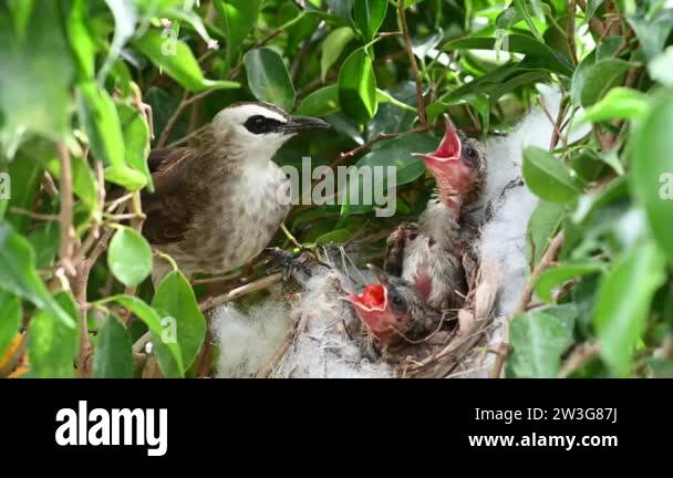 8 day old new born of baby birds in a nest of yellow-vented bulbul ...