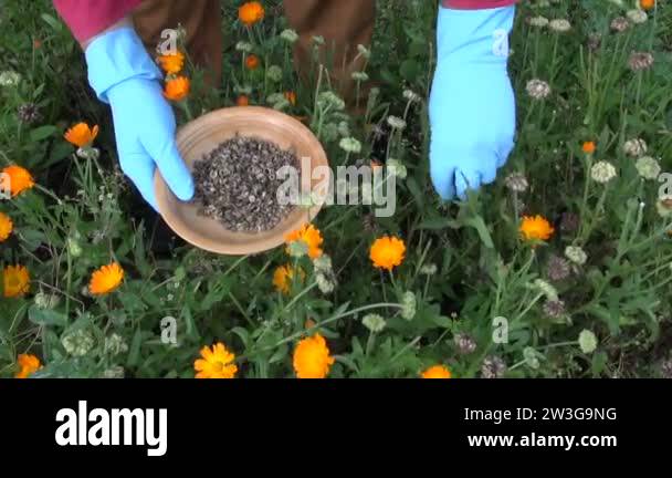 Sowing marigold seeds Stock Videos & Footage - HD and 4K Video Clips ...