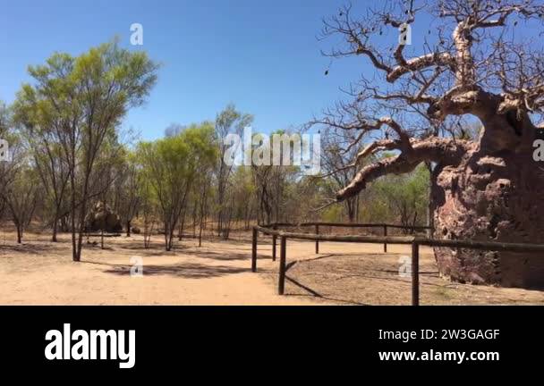 Prison tree Stock Videos & Footage - HD and 4K Video Clips - Alamy