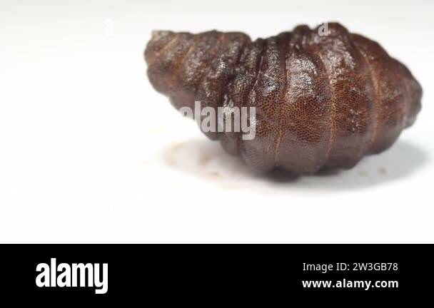 Bot fly larva Stock Videos & Footage - HD and 4K Video Clips - Alamy