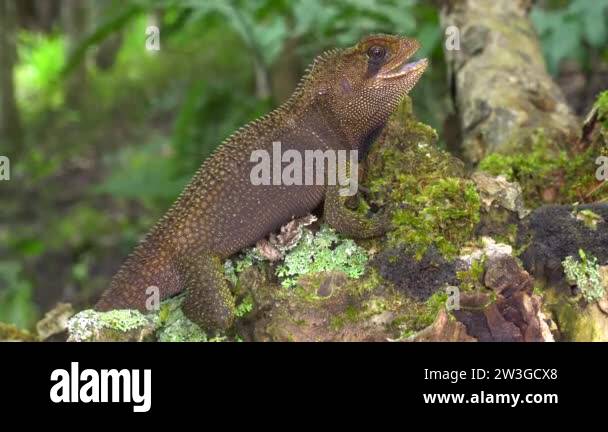 video of brown lizard, Bocourt Dwarf Iguana, Enyalioides heterolepis ...