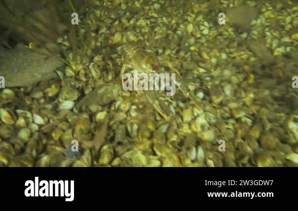Close-up of the Crayfish walks forward along the bottom with covered ...
