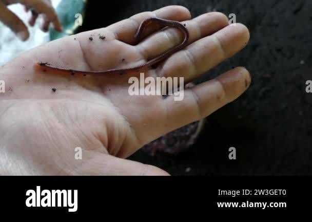 Worm in a hand Stock Videos & Footage - HD and 4K Video Clips - Alamy