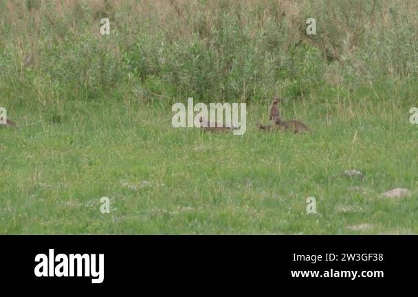 Group of Banded Mongoose running around at Moremi Game Reserve in ...