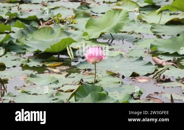 Lotus signs Stock Videos & Footage - HD and 4K Video Clips - Alamy