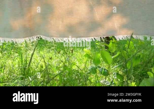 Drying grass and plants Stock Videos & Footage - HD and 4K Video Clips ...