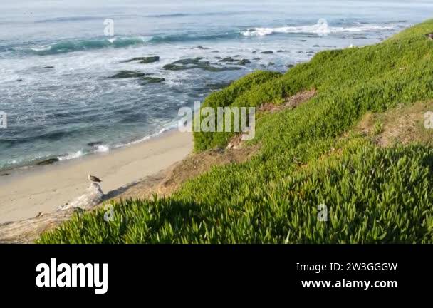 Sea edge plant Stock Videos & Footage - HD and 4K Video Clips - Alamy