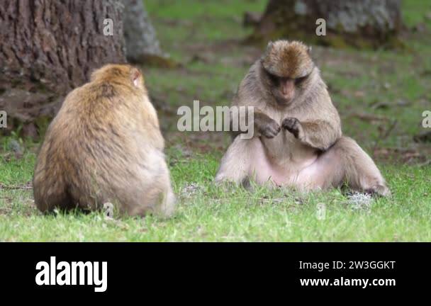 Young barbary ape eating plant at Cedre Gouraud Forest in the Middle ...