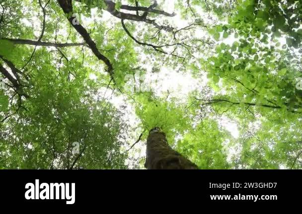 Rotating tree branches shot from below. From the bottom spinning shot ...