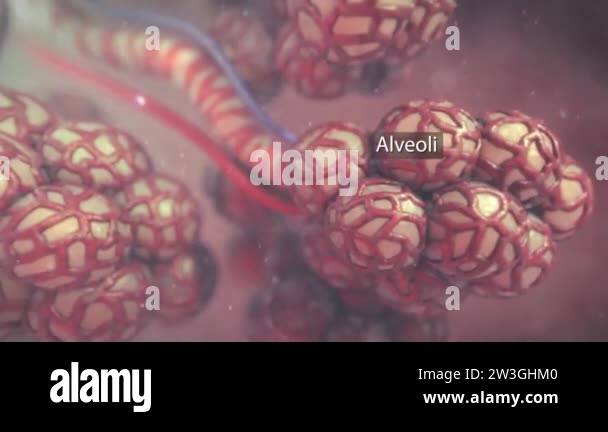 Alveolus closeup anatomy, oxygen and carbon dioxide exchange between ...