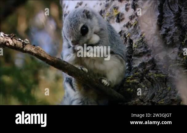 Flying membrane Stock Videos & Footage - HD and 4K Video Clips - Alamy